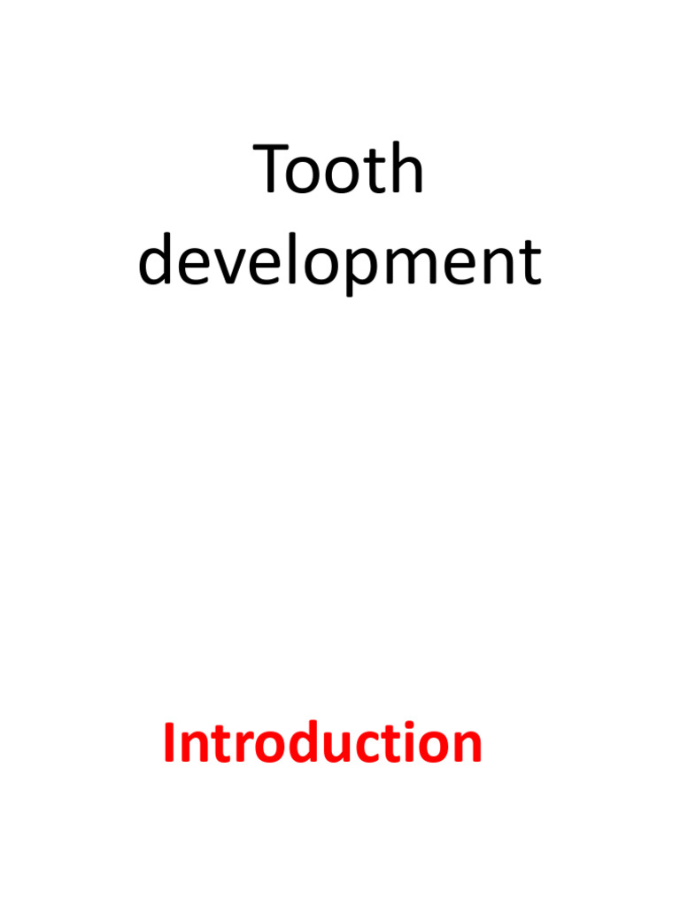 Tooth development | PDF | Epithelium | Tooth
