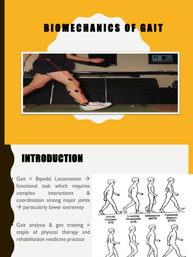 Biomech II. Biomechanics of Gait | PDF | Anatomical Terms Of Motion | Foot