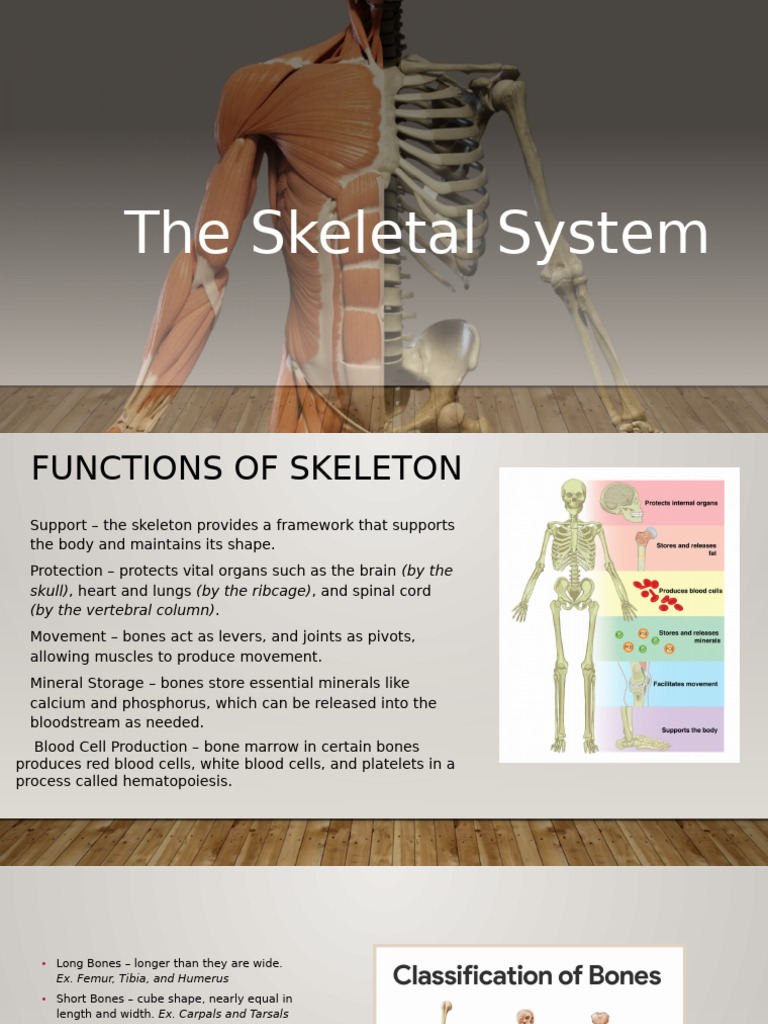 Skeletal System (1) | PDF | Bone | Vertebral Column