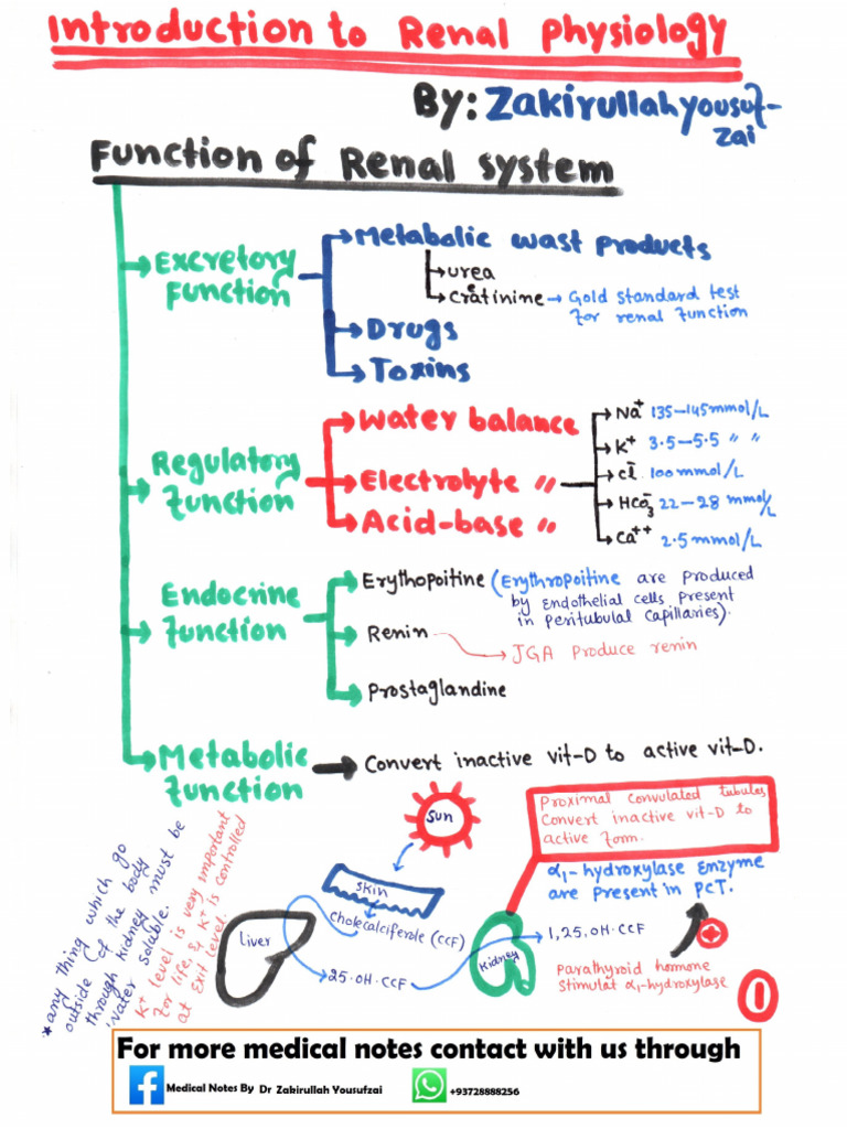 1 Introduction To Renal System | PDF
