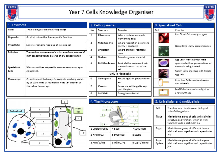 Year-7-Cells-KO | PDF | Cell (Biology) | Photosynthesis