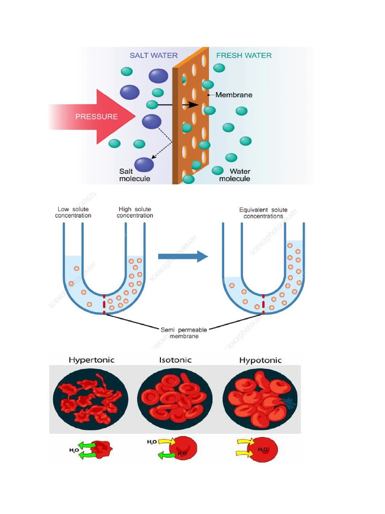 Osmosis Pdf