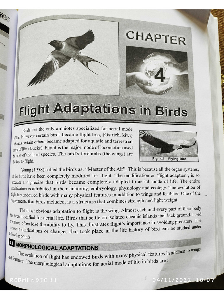 FLIGHT ADAPTATION IN BIRDS | PDF