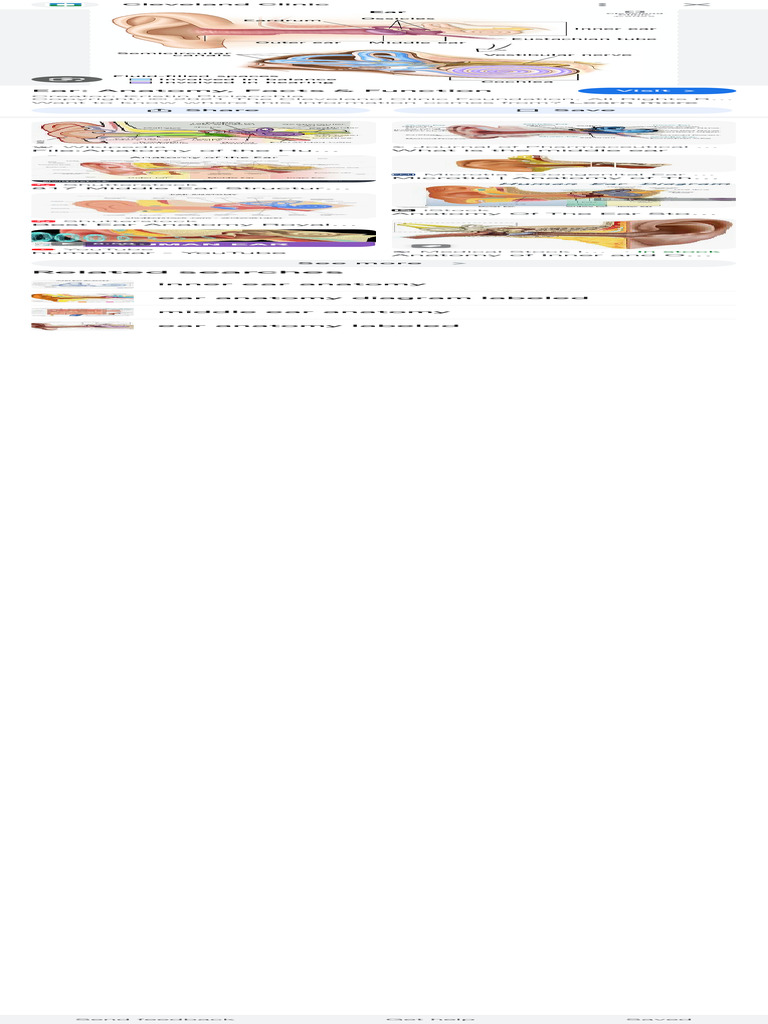 Ear Anatomy - Google Search | PDF
