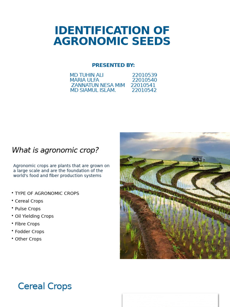 AGRO Presentation | PDF | Bean | Cereals