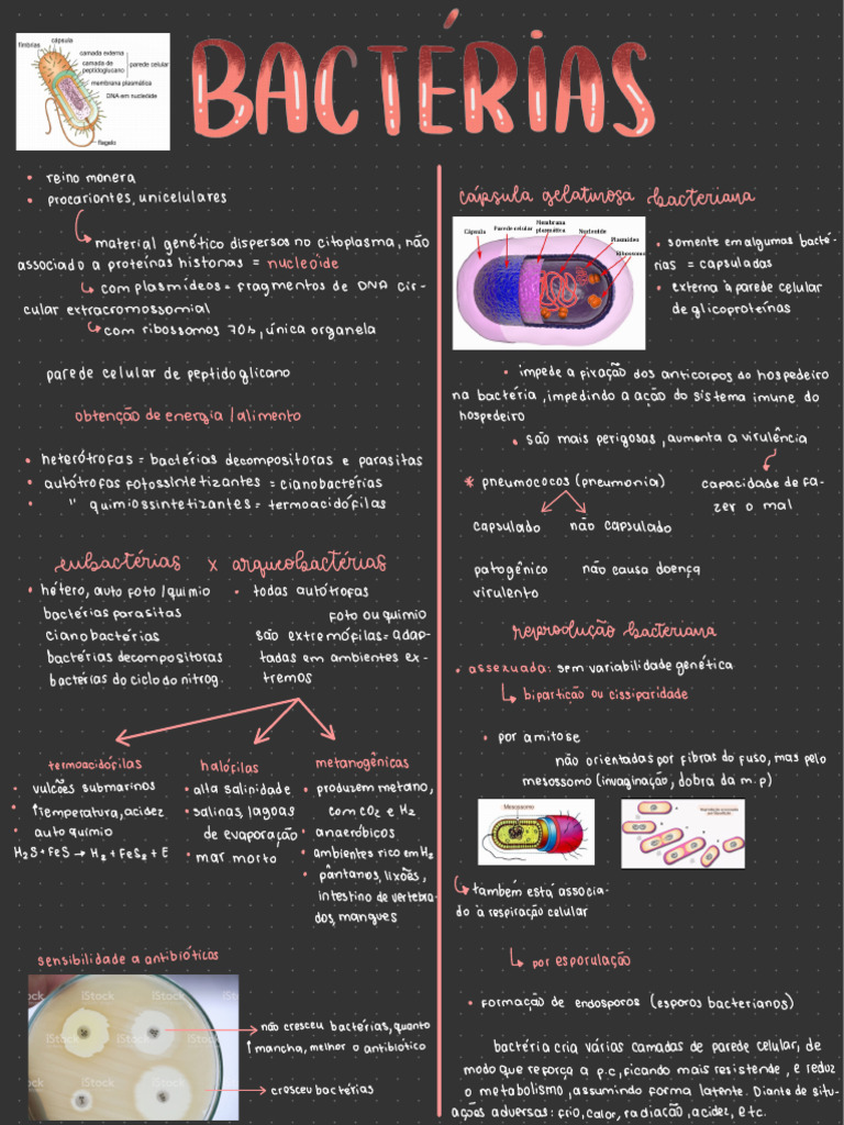 Bactérias+1 | PDF | Bactérias | Célula (Biologia)