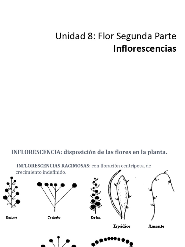 Tipos de Inflorescencias en Plantas | PDF