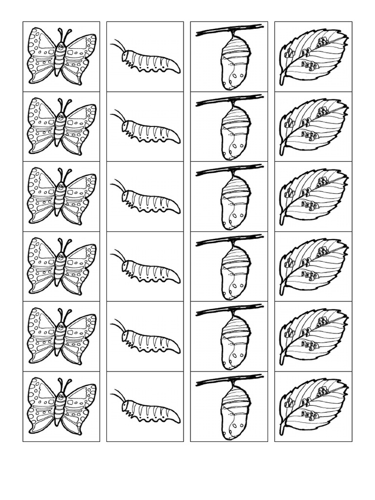 Life Cycle of Butterfly | PDF