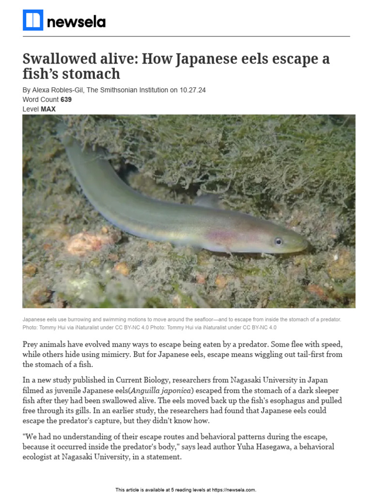 Eels Escape Fish Stomach | PDF | Fish | Predation