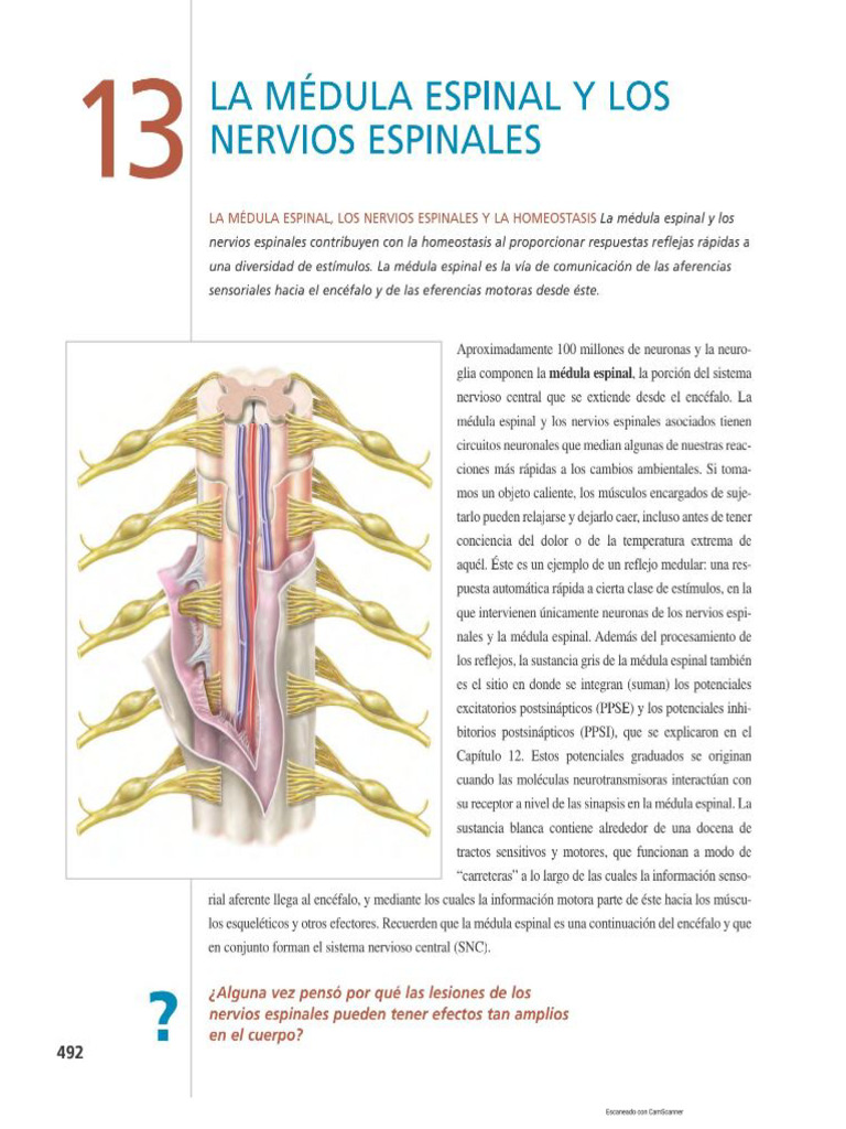 La Médula Espinal y Los Nervios Espinales Tortora-1 | PDF