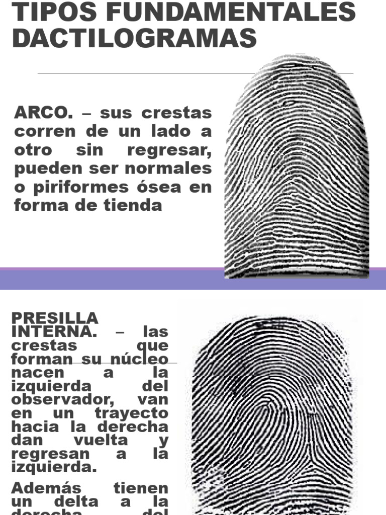 Clasificación Del Dactilograma | PDF
