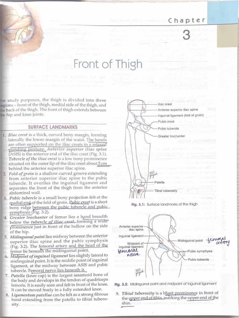 Front of Thigh | PDF