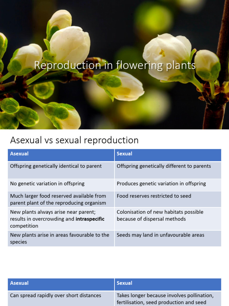 Flowering Plant Reproduction Explained | PDF | Reproduction | Flowers