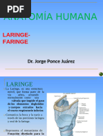 FARINGE y LARINGE - Anatomía II, Veterinaria | PDF | Laringe ...