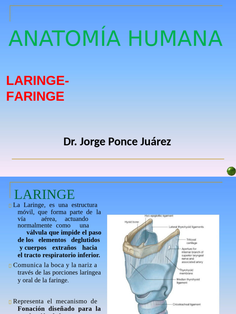 Anatomía de la Laringe Humana | PDF | Laringe | Anatomía humana