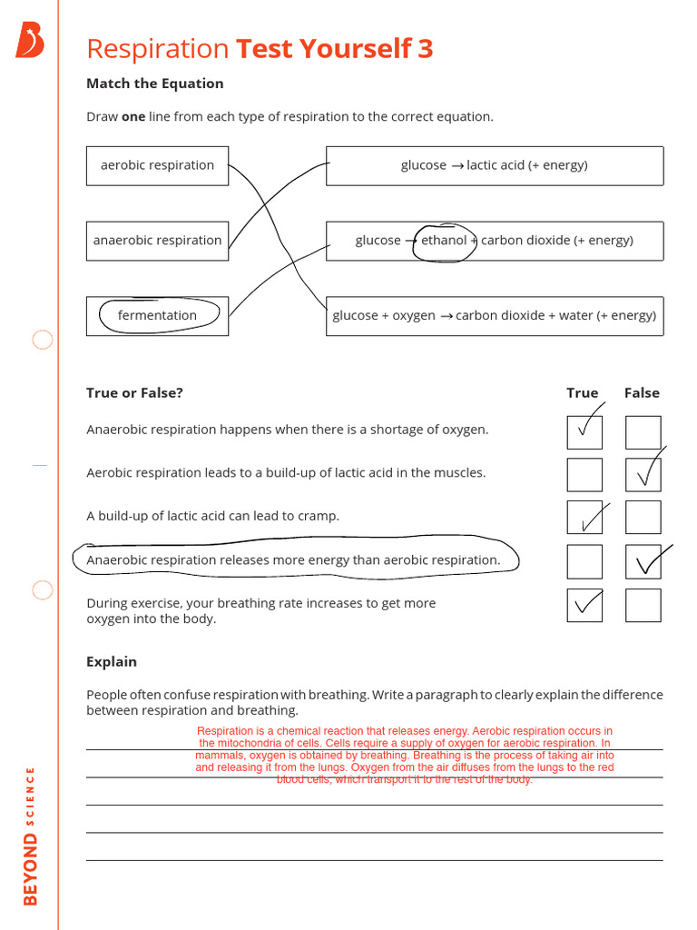 Respiration Test Yourself 3 | PDF