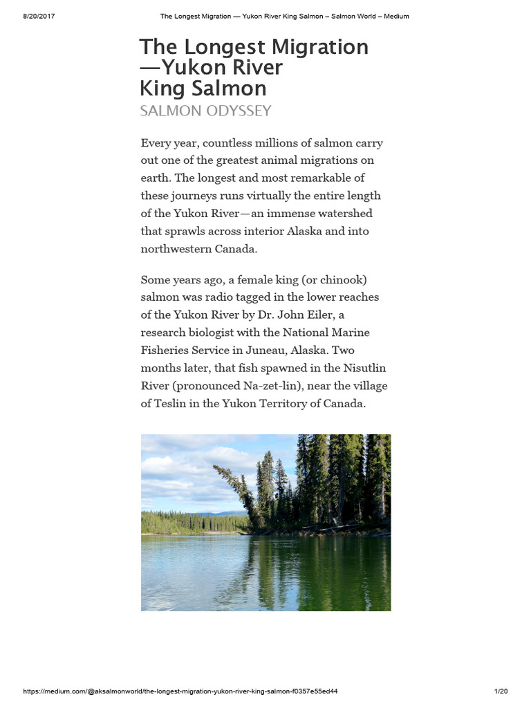 The Longest Migration - Yukon River King Salmon - Salmon World - Medium ...