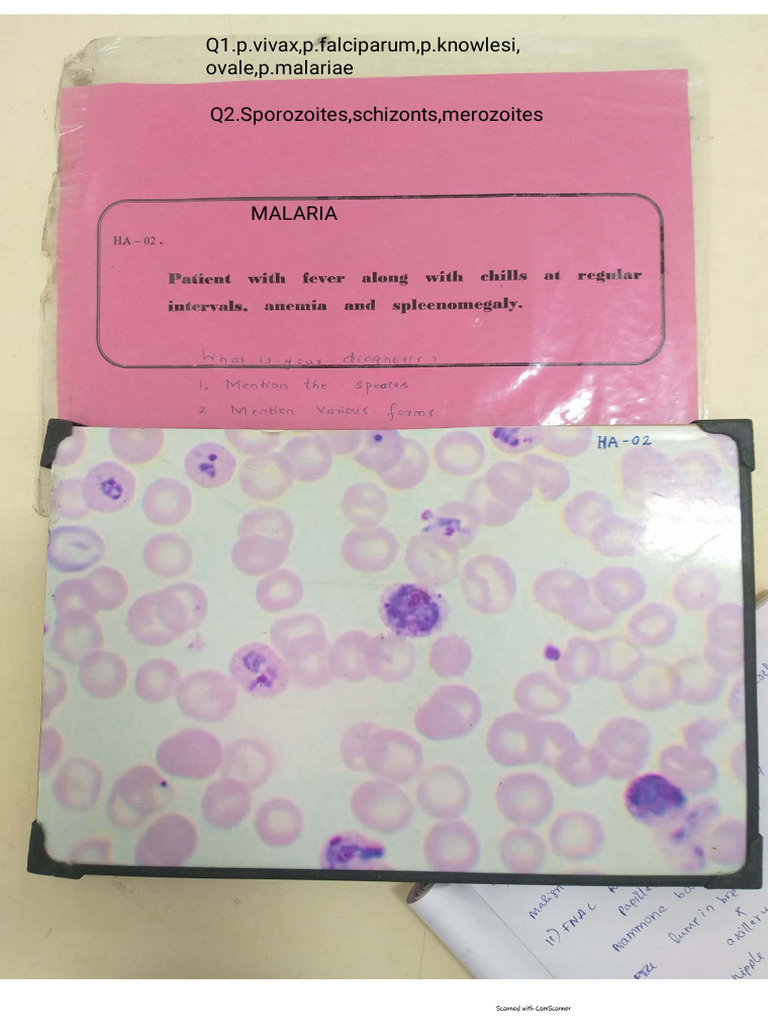 Pathology Charts | PDF
