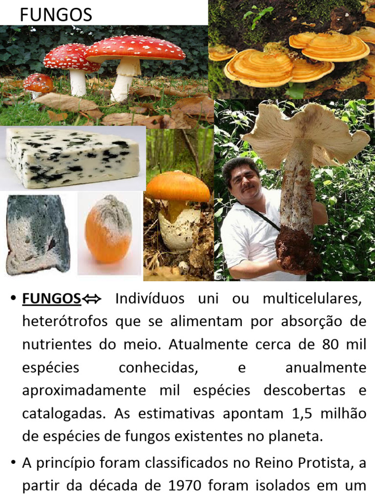 Classificação dos Fungos e Amastigomycota | PDF | Fungo | Micologia