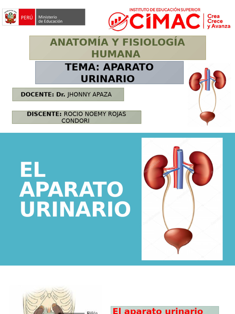 Aparato Urinario | PDF | Riñón | Sistema urinario