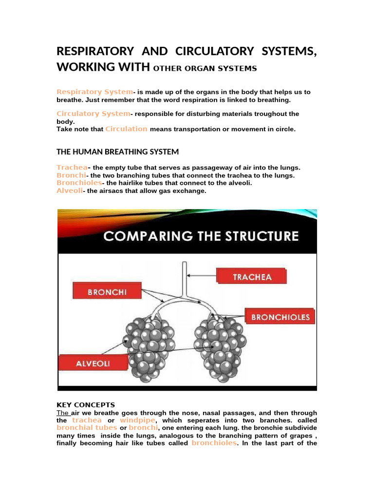 Respiratory and Circulatory Systems | PDF