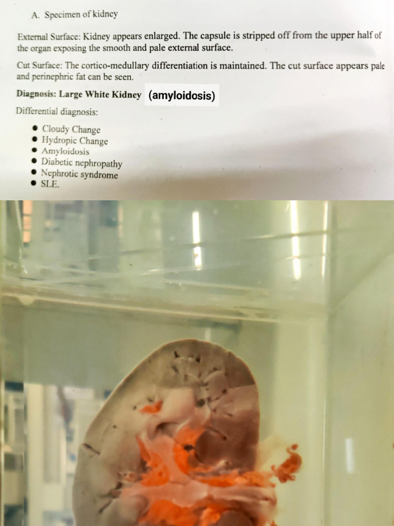 Share Pathology Specimens | PDF