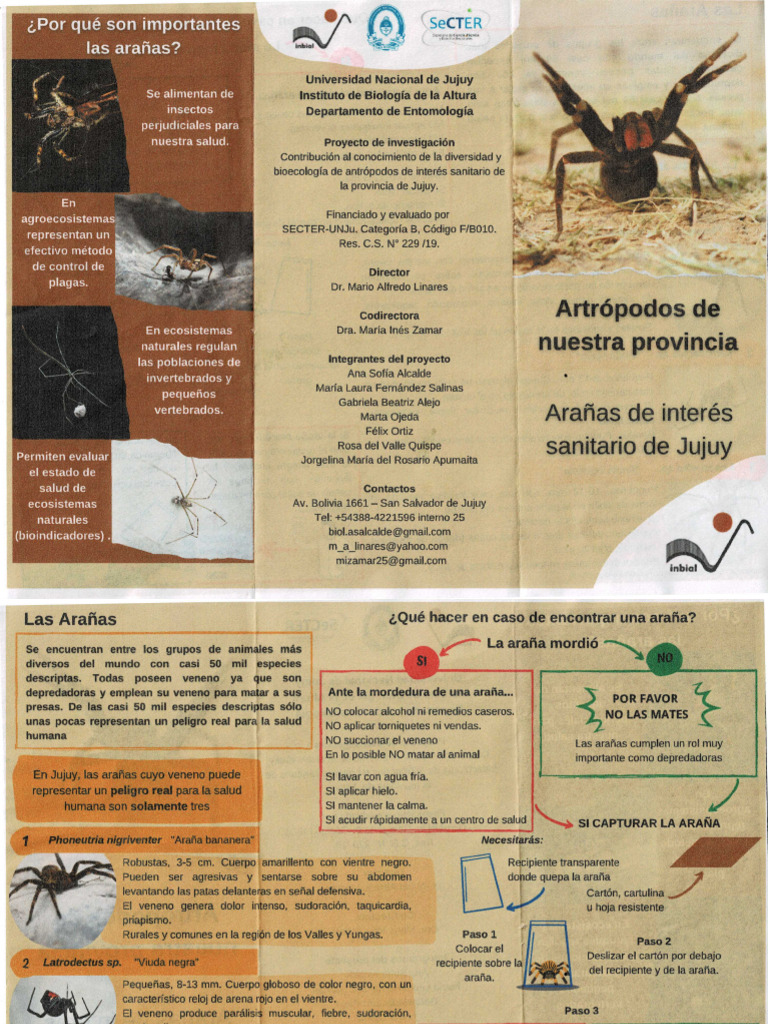 Arañas Folletos | PDF | Araña
