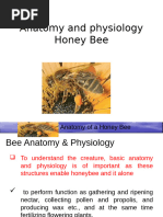 How To Bee by Bren Macdibble | PDF | Adjective