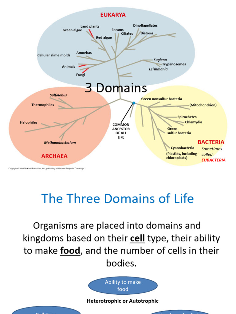 4. the Three Domains | PDF | Eukaryotes | Prokaryote