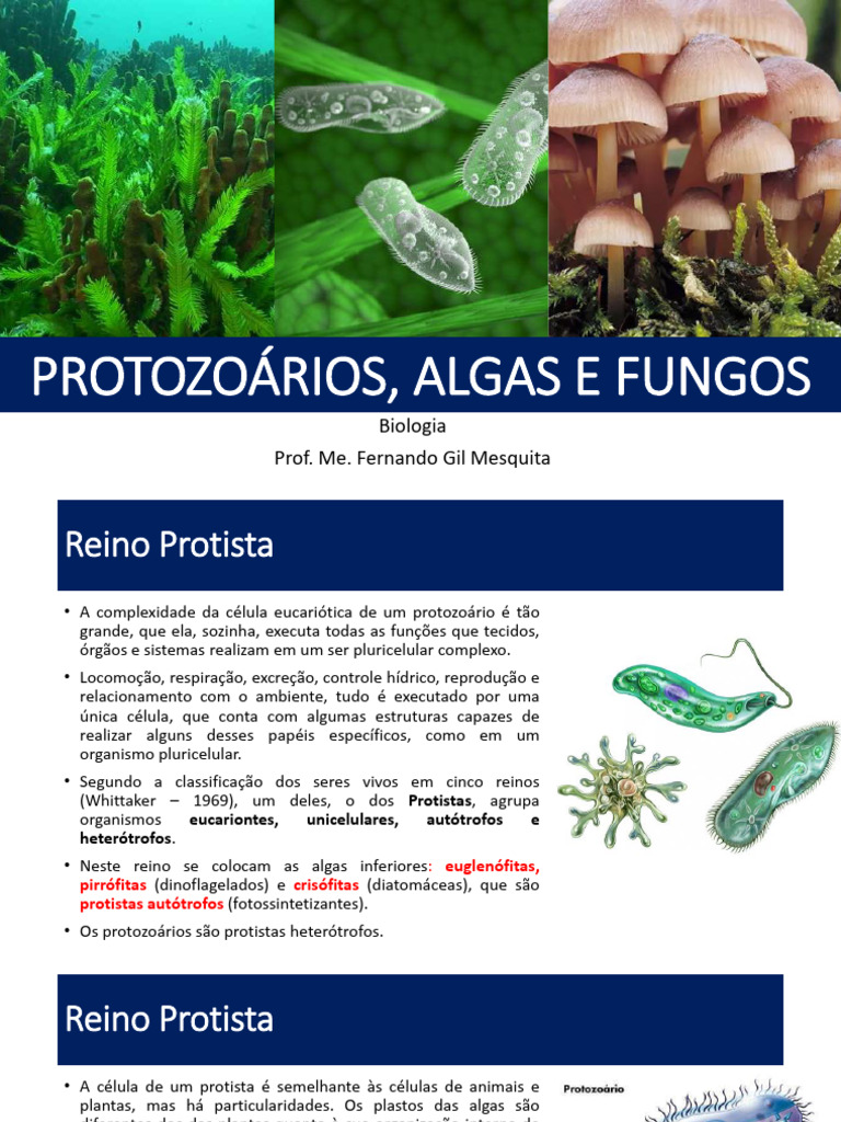 Algas, Protozoários e Fungos | PDF | Fungo | Protozoários