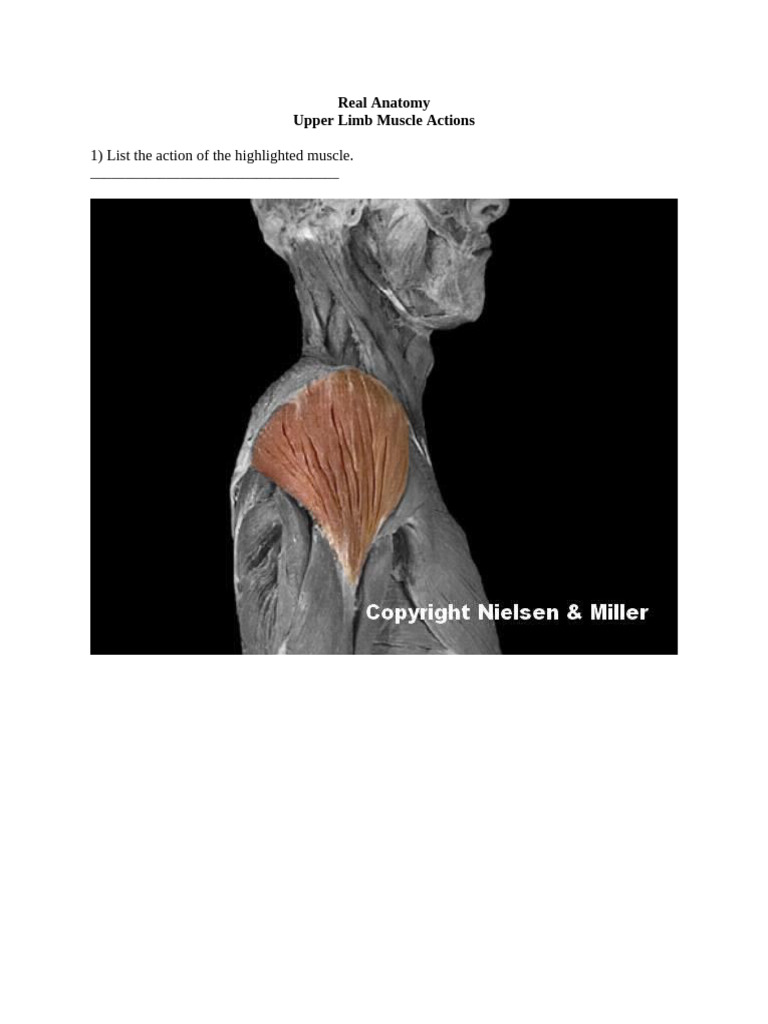 10.upper Limb Muscle Actions Worksheet | PDF