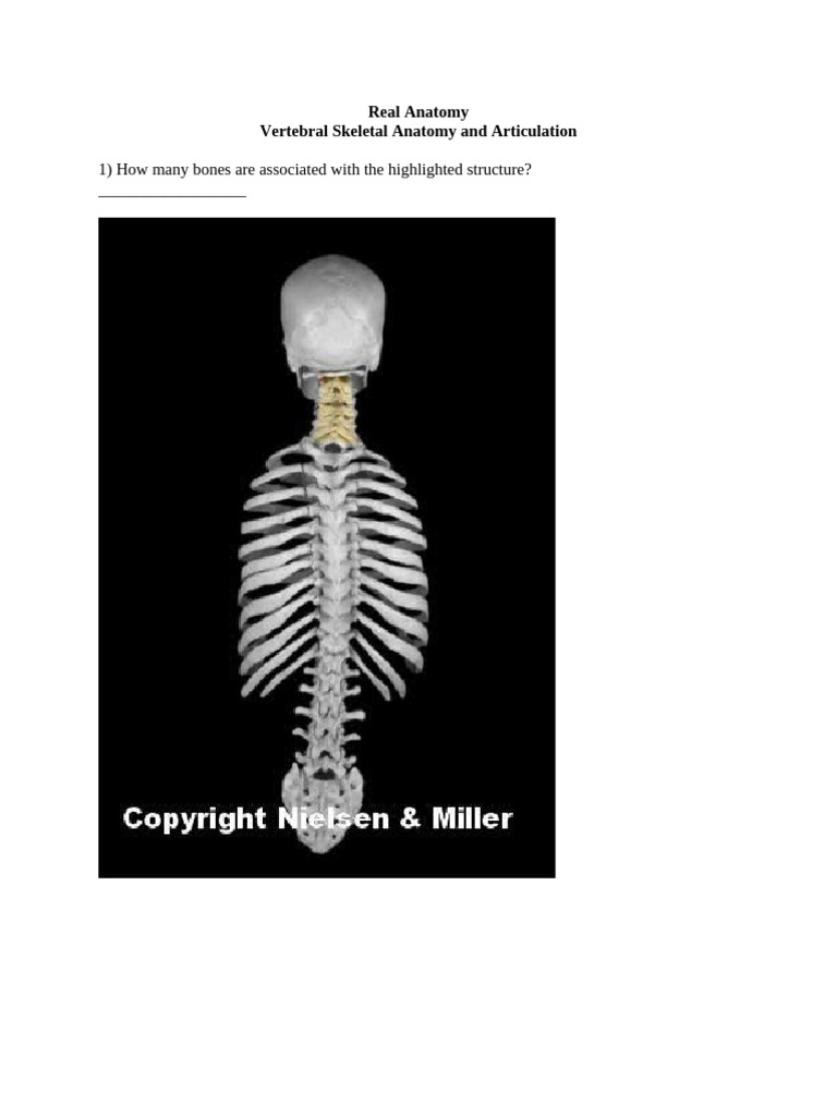 5 Vertebral Skeletal Anatomy and Articulation Worksheet | PDF