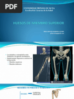 Cubito y Radio | PDF | Codo | Anatomía humana