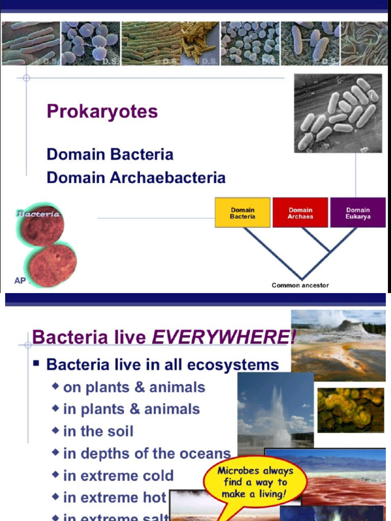 Kingdom Monera (Prokaryotes) | PDF