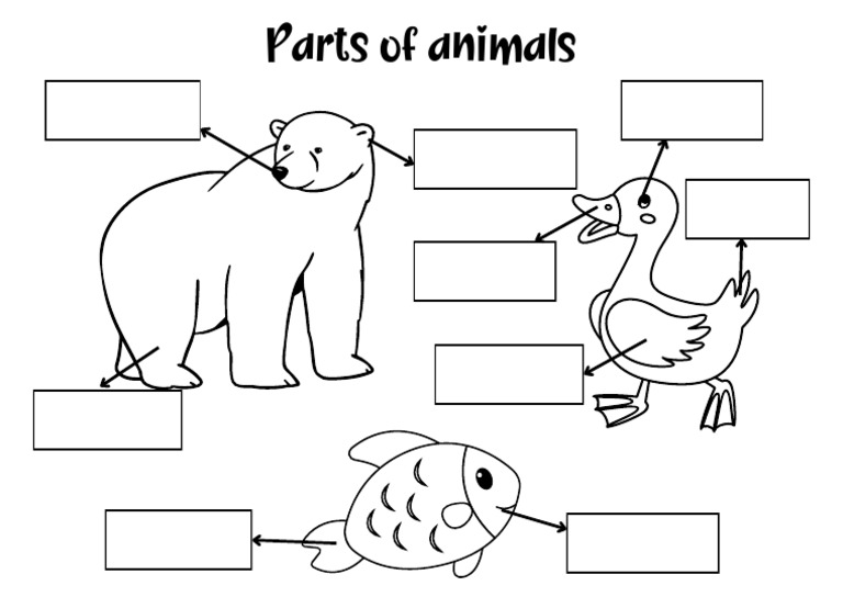 Parts of Animals 1st Grade | PDF