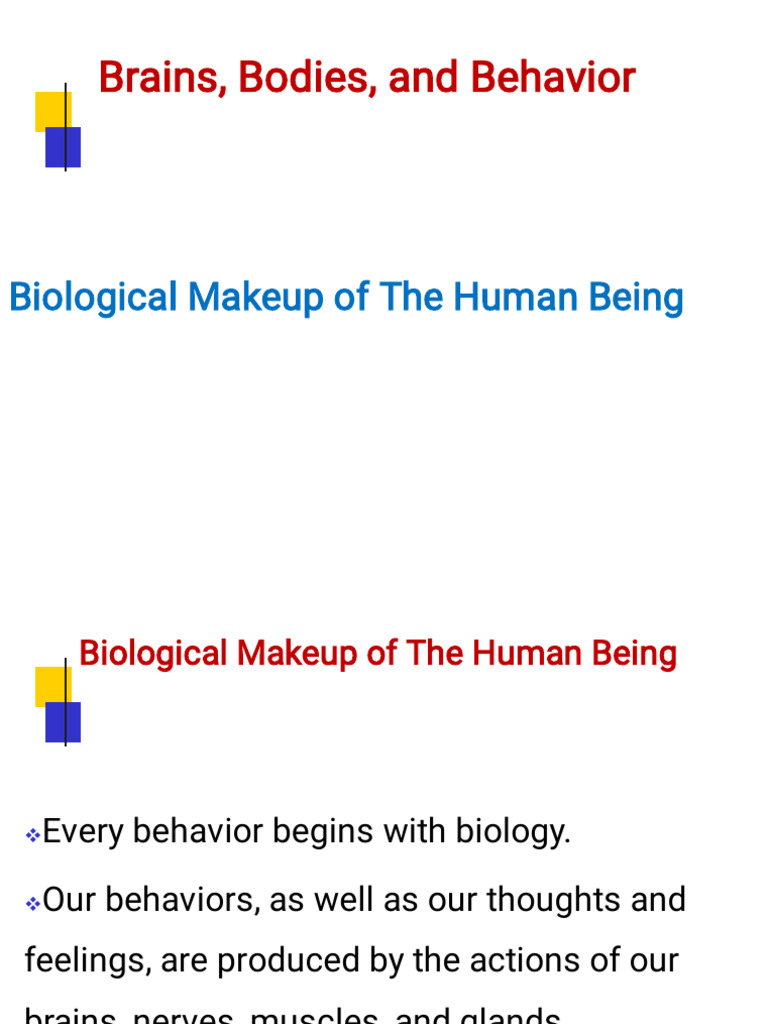 Brains, Bodies, and Behavior | PDF | Axon | Neuron