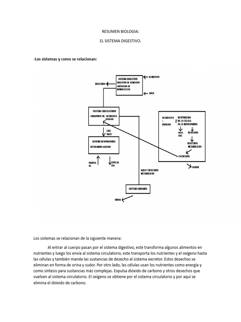 Biologia resumen LOL.docx | PDF | Digestión | Sistema digestivo humano