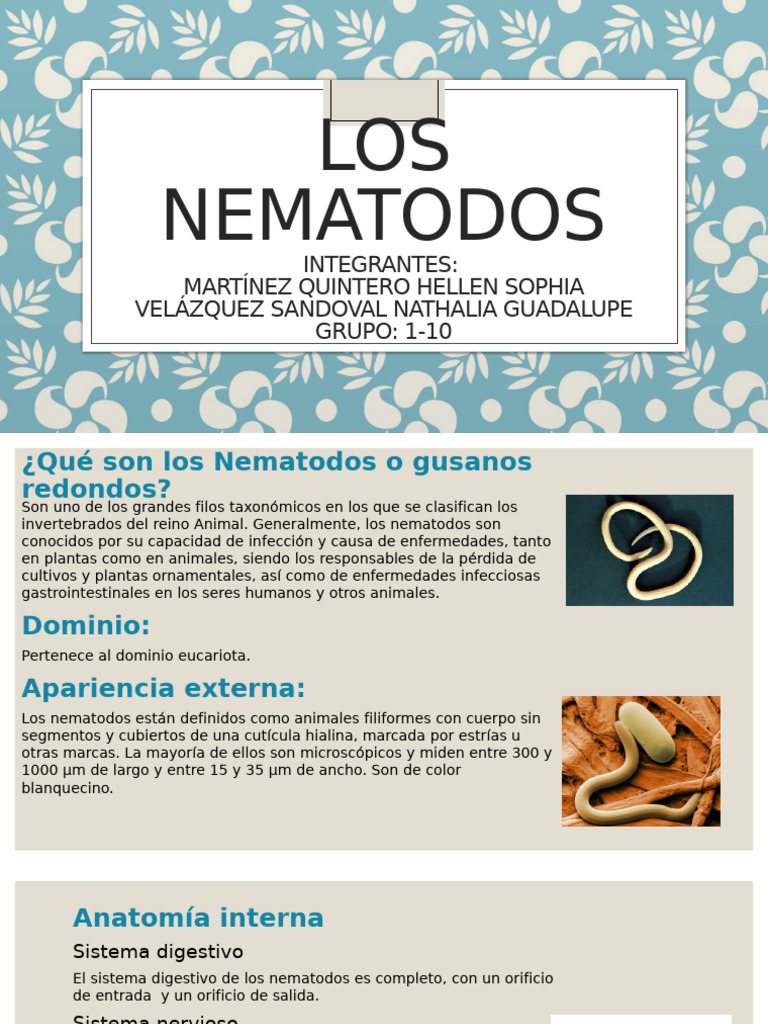 Los Nematodos | PDF | Nematodo | Sistema reproductivo