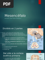 Anatomía del Tectum y Tegmentum | PDF | Anatomía | Cerebro