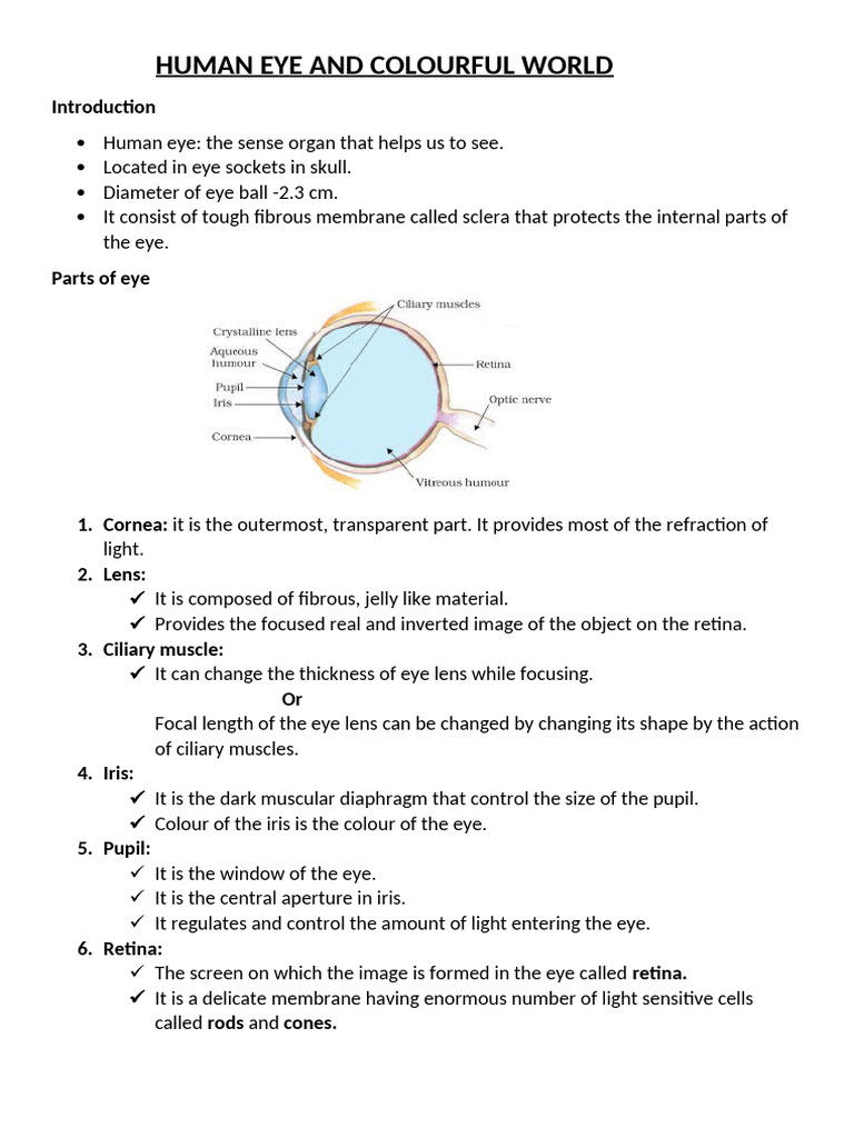 Human Eye Anatomy and Vision Defects | PDF | Eye | Sunset
