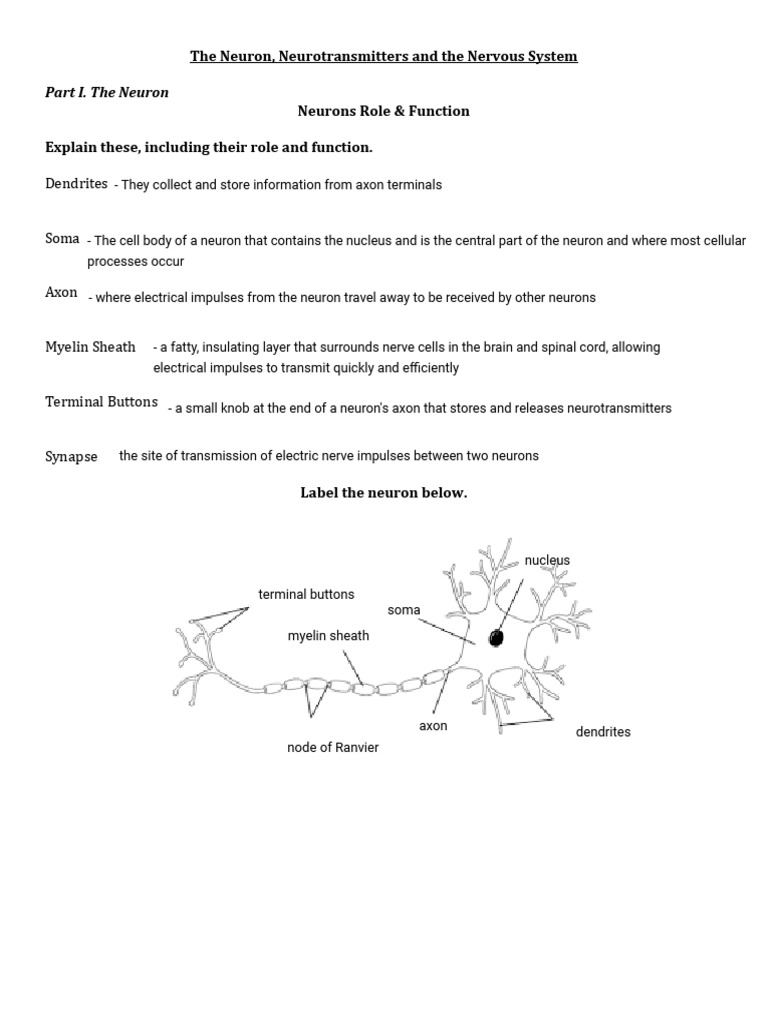 Neuroscience Basics for Students | PDF | Action Potential | Neuron