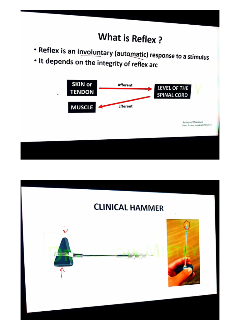 Reflex - CNS | PDF