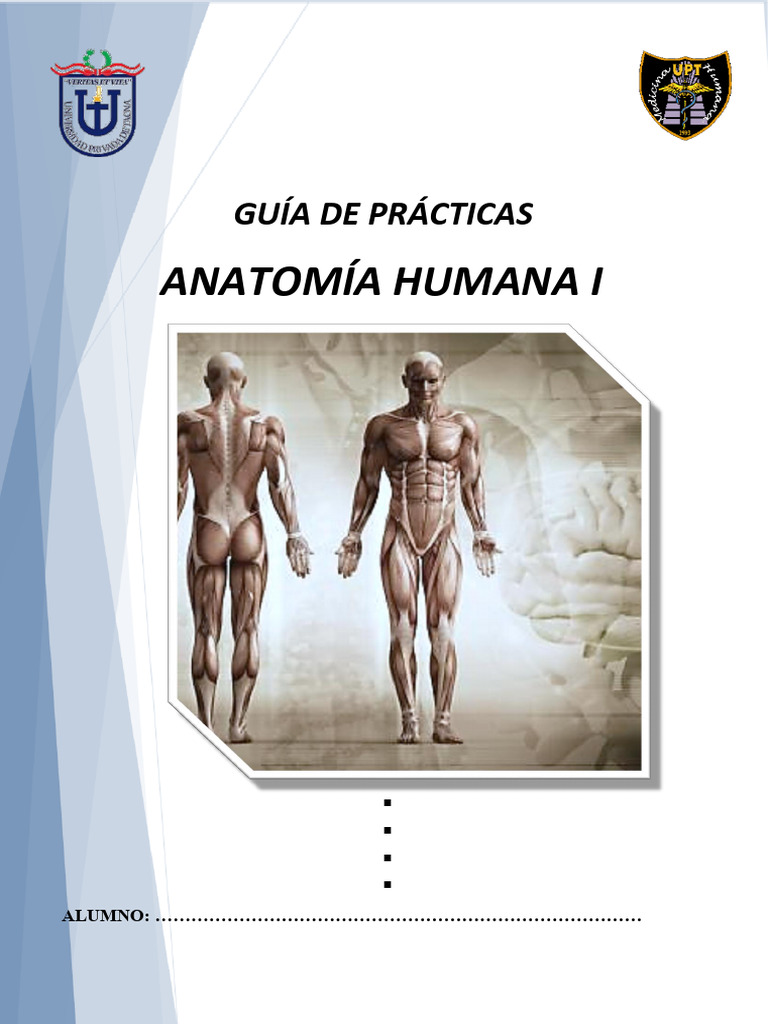 Guiade Practicas Anatomia i Medicina | PDF | Pelvis | Articulación