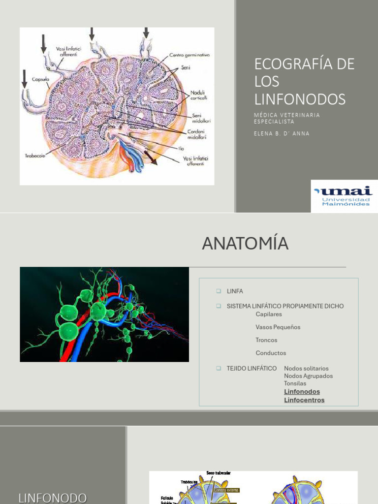 LNN Umai 2023 | PDF | Ganglio linfático | Abdomen
