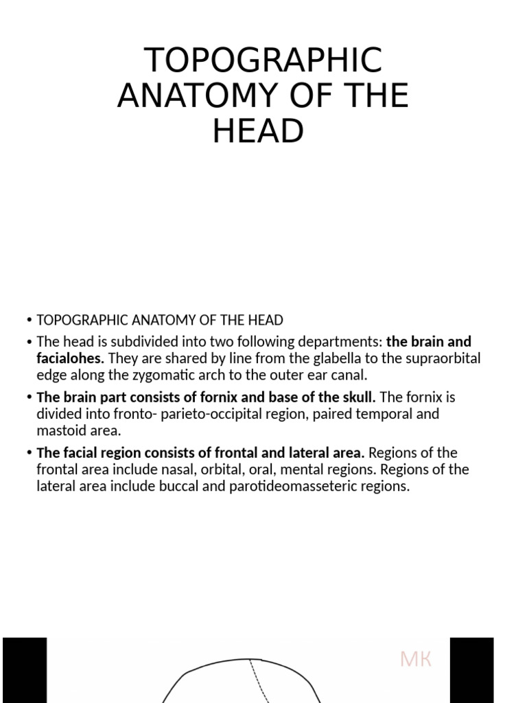 Top Aatomy of The Head | PDF | Lip | Human Anatomy