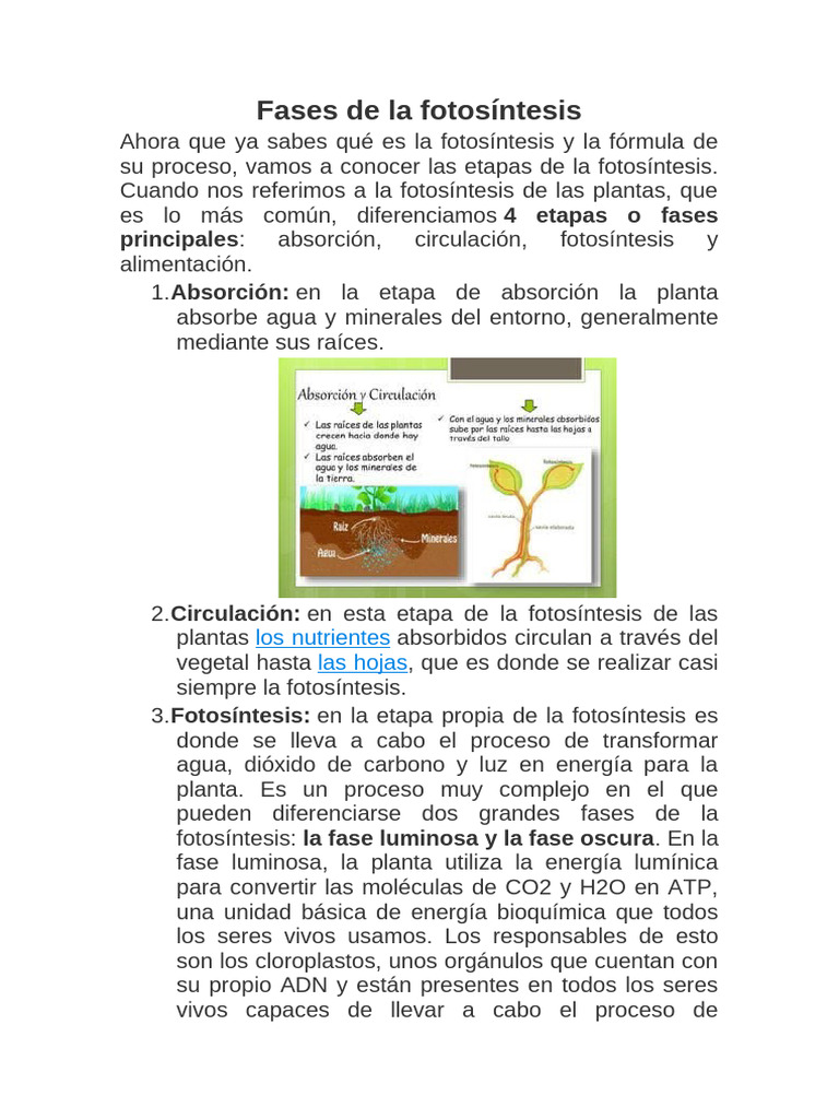 Fases de La Fotosíntesis | PDF