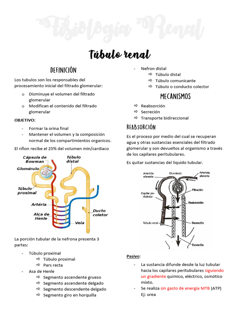 Anatomía y Fisiología del Túbulo Renal | PDF | Riñón | Sistema urinario
