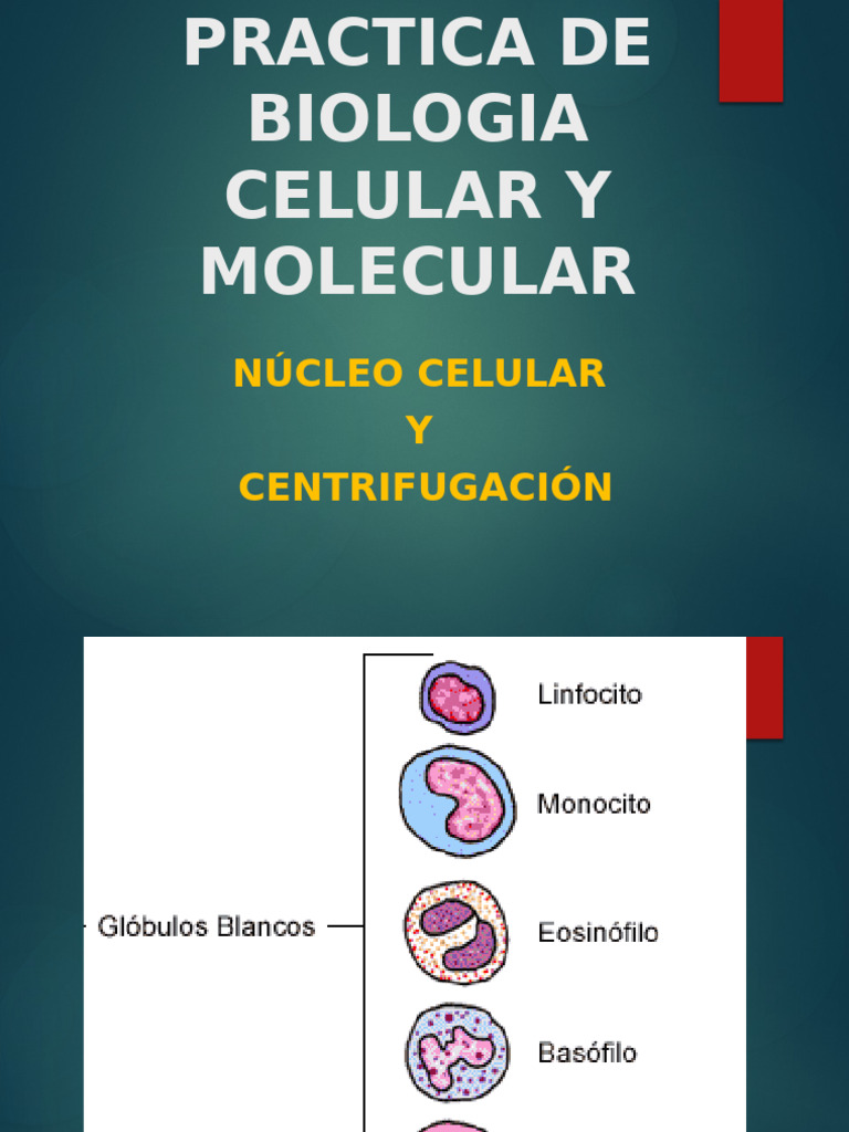Practica # III Centrifugacion Subcelular | PDF