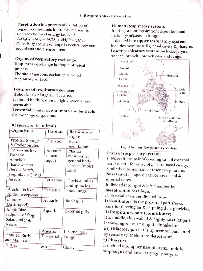 Bio Chapter 8 | PDF