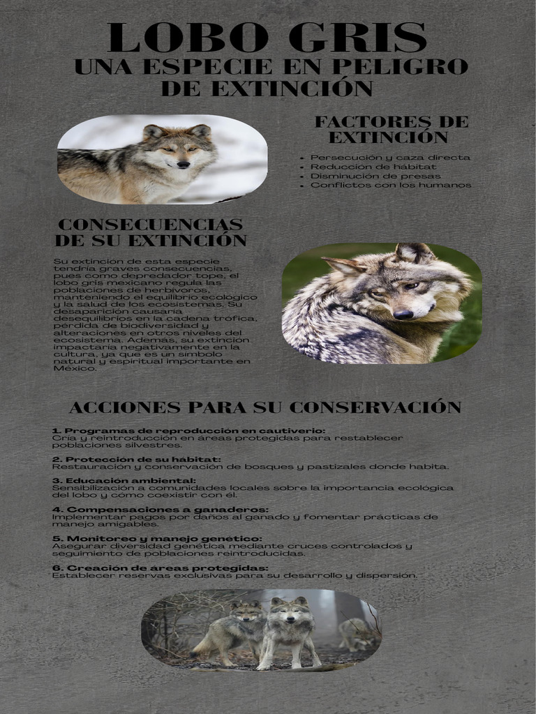Infografia de Lobo Gris | PDF